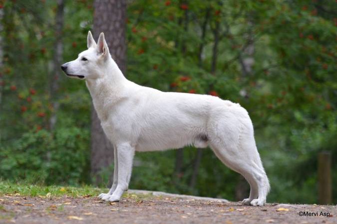 Kennel Safe Guardian's